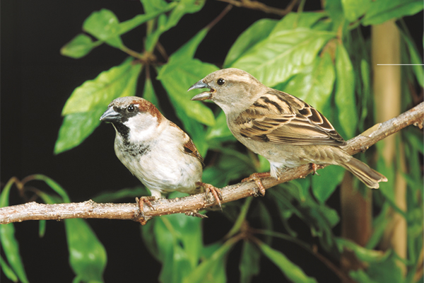 Keep Bird Pests Away From Garden and Crops - Hawk Bird Scarer